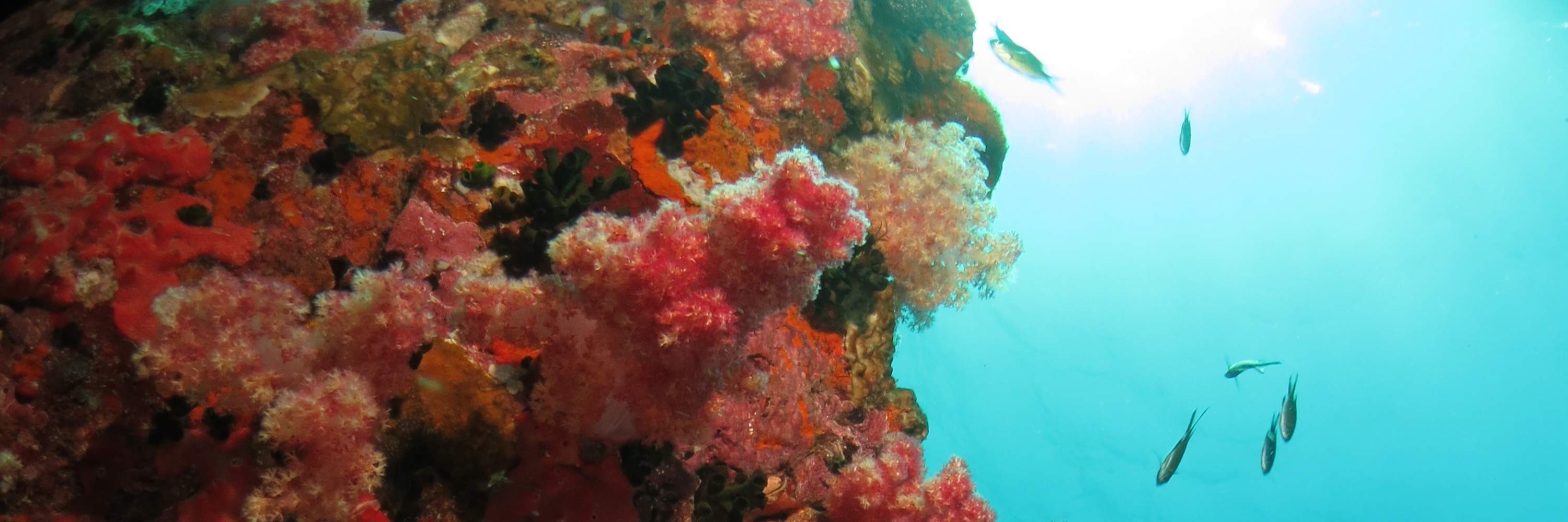 Explore the Best Dive Sites on a Full-Day Dive Trip in Borneo with PADI ...