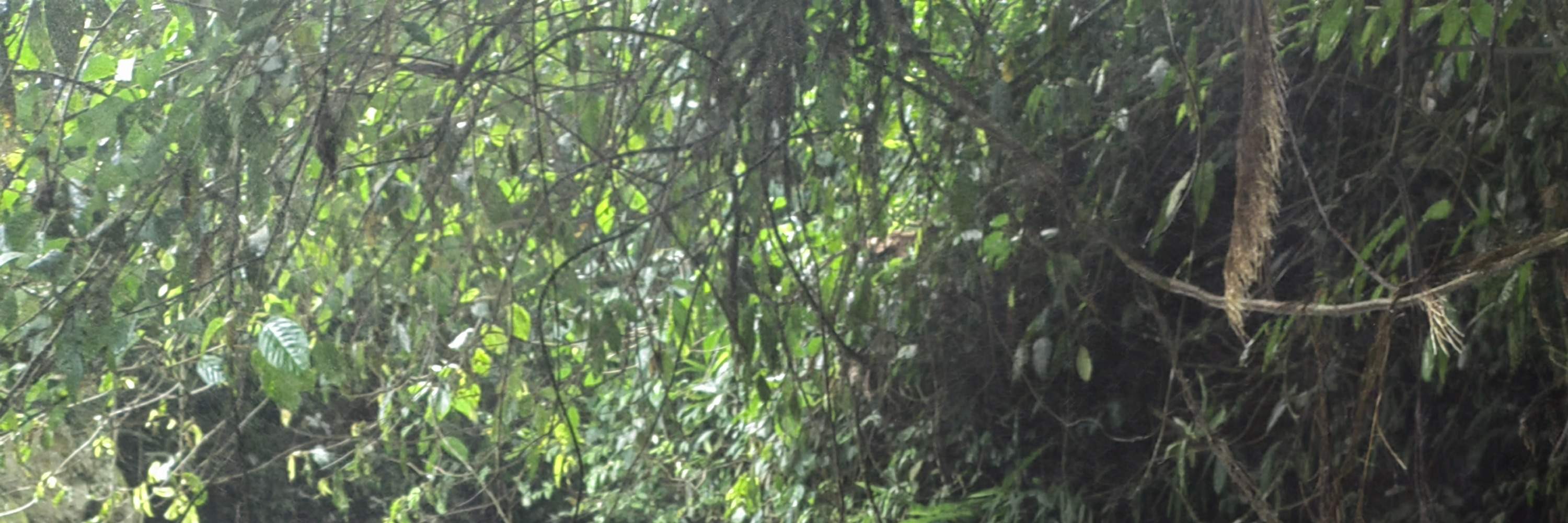 The Best Trekking Bogor Adventure to 5 Waterfalls (Start from Jakarta ...