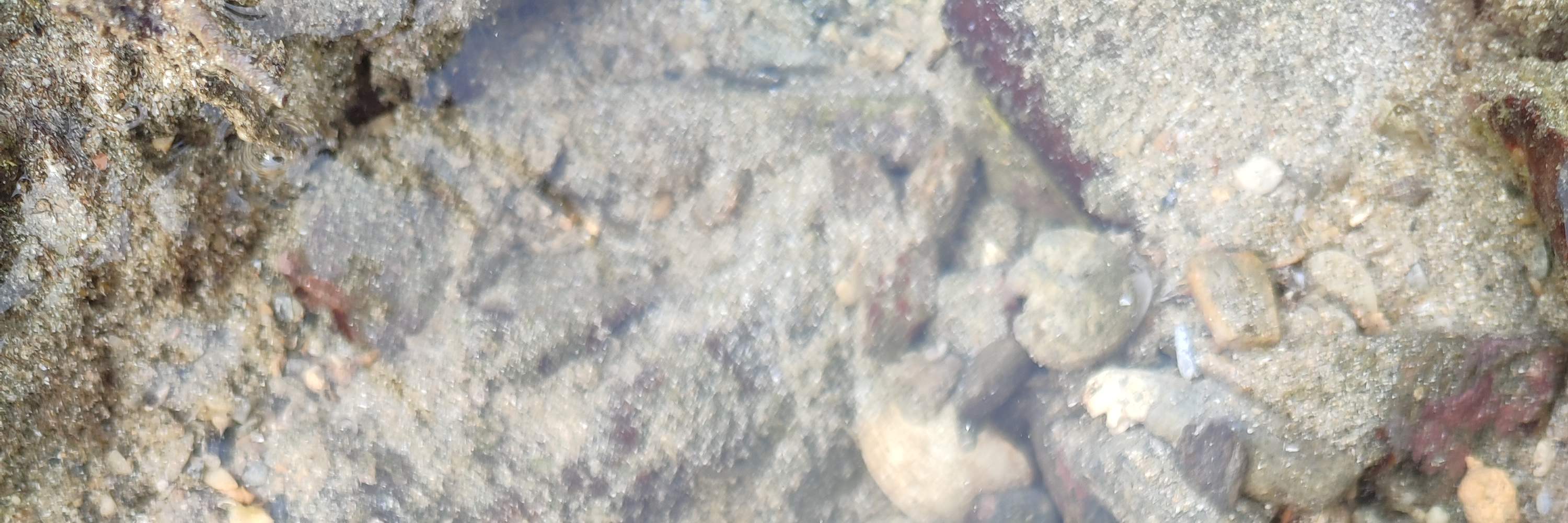 90 Minutes Beach and Tide Pool Walk in Desaru Walking Tour - Klook ...