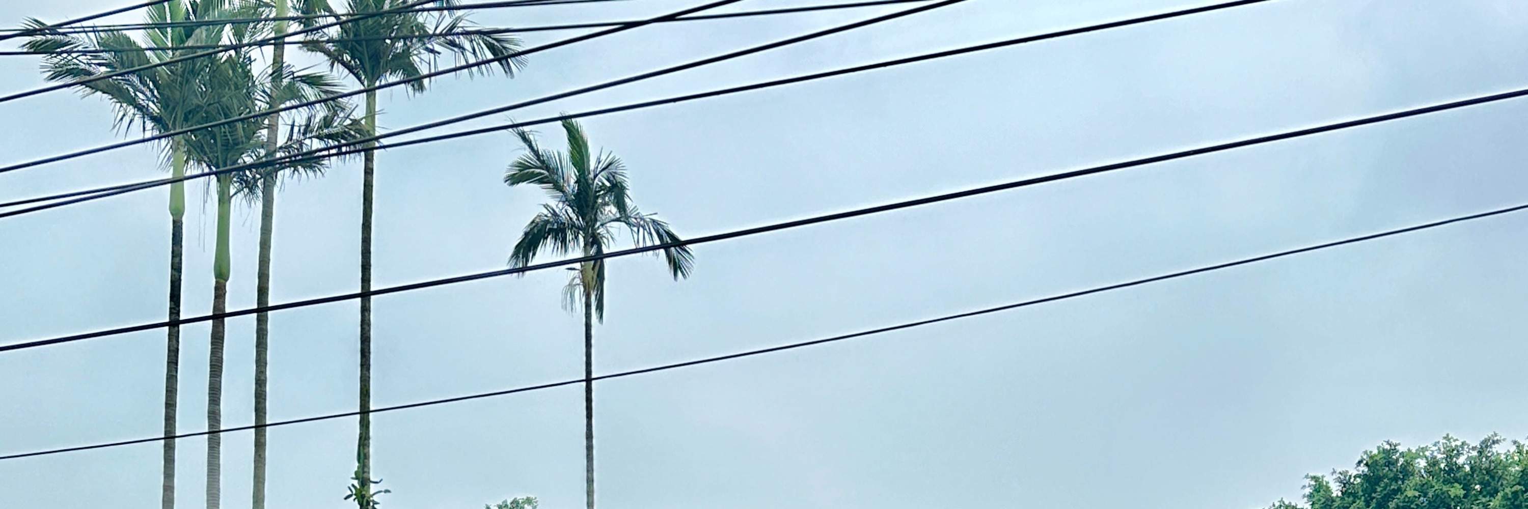 Red Brick Garden Family Restaurant: Capybaras and meerkats accompany ...