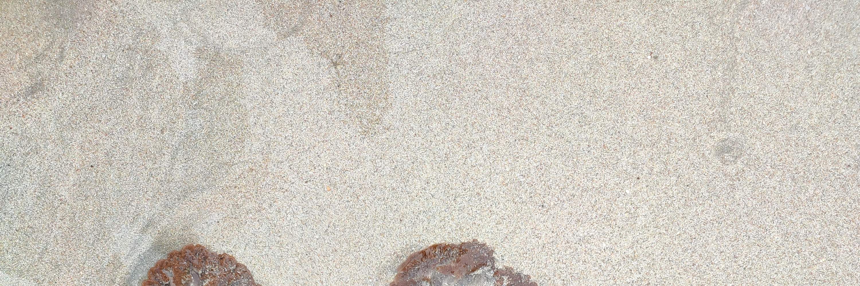 90 Minutes Beach and Tide Pool Walk in Desaru Walking Tour - Klook