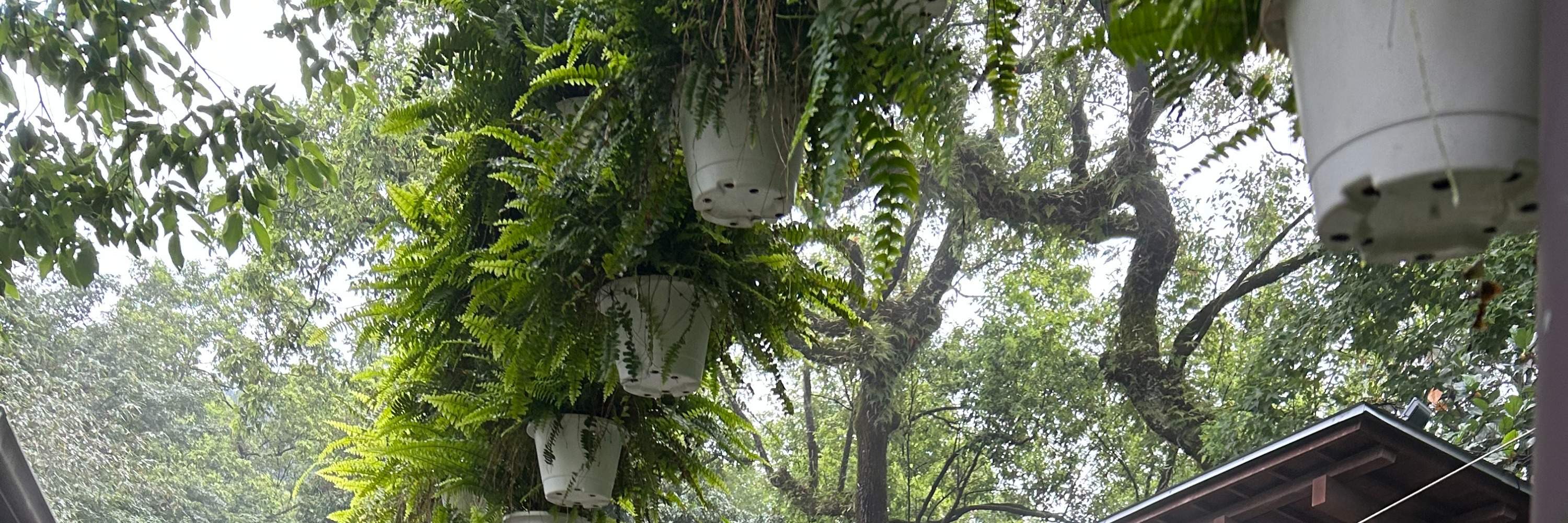 Yilan: Jiaoxi Hot Spring Park Forest Bath Ticket/Kimono and Yukata ...