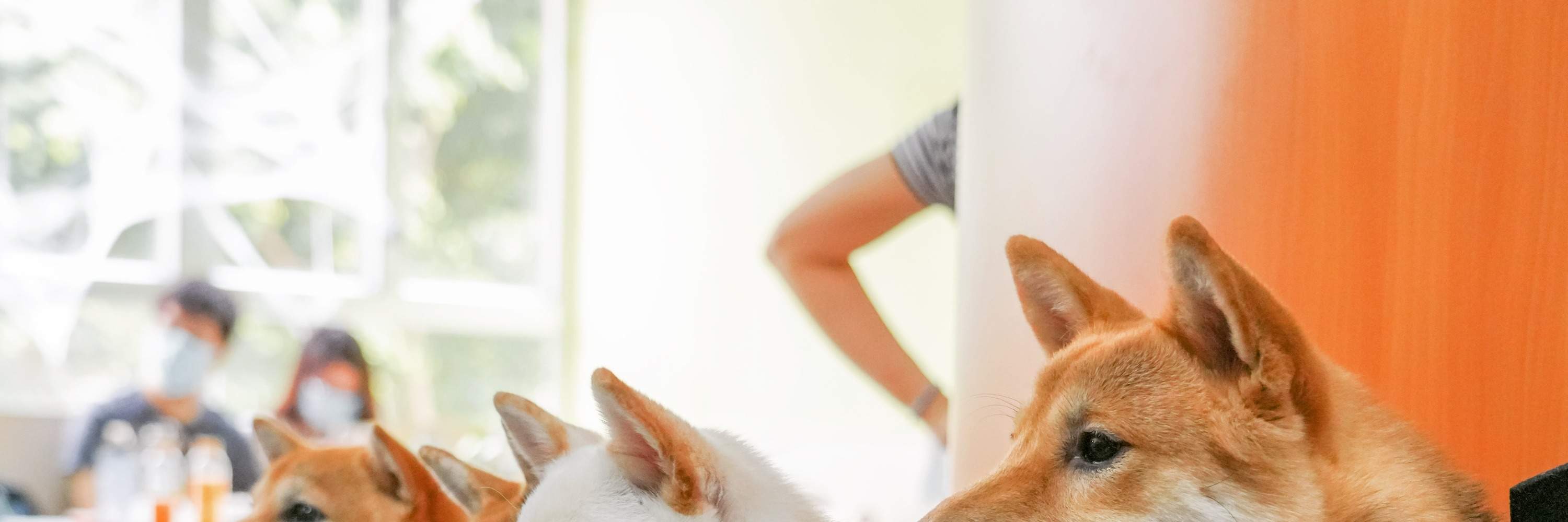 On Dog Dog Cafe - Pet Interaction Experience in Hong Kong - Klook Hong Kong