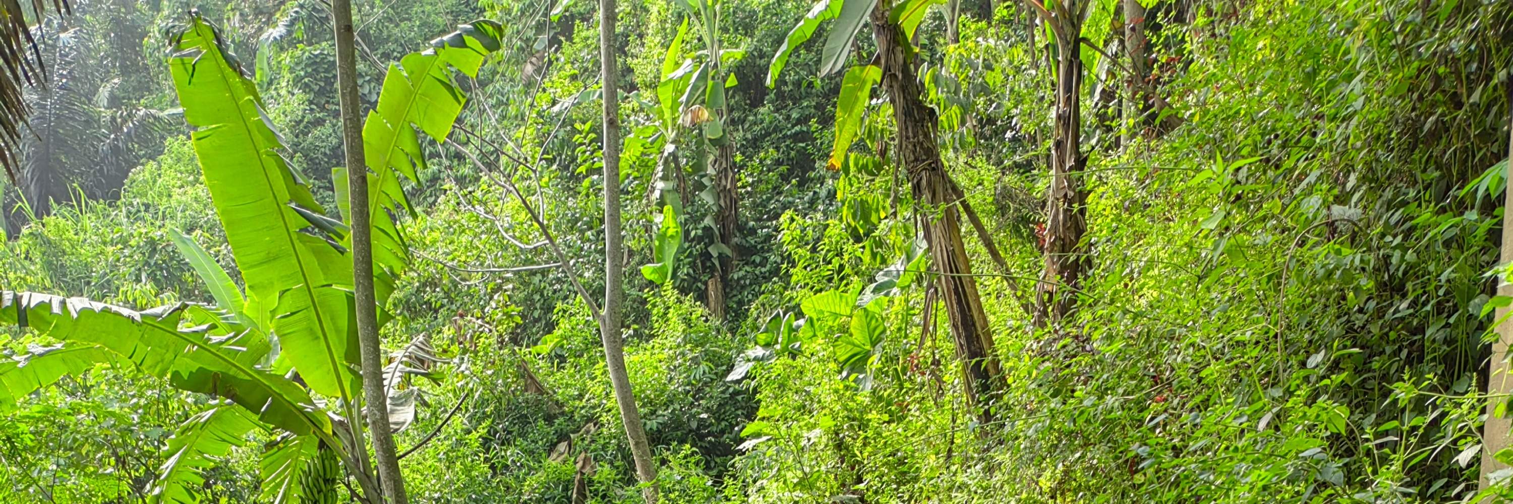The Best Trekking Bogor Adventure to 5 Waterfalls (Start from Jakarta ...