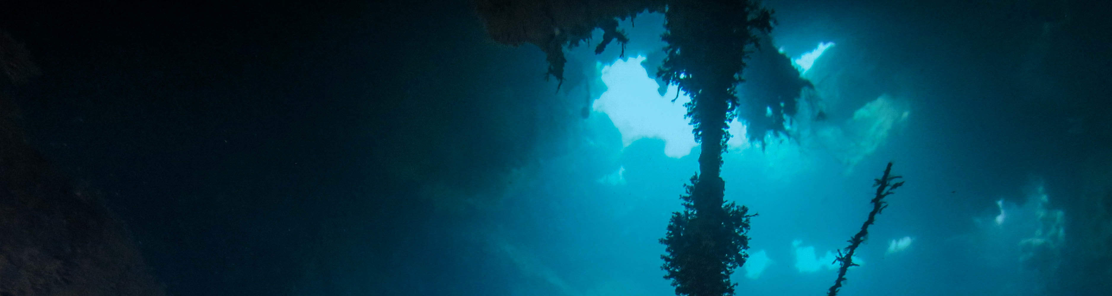 Discover Underwater Wonders: Half-Day Dive Trip in Palawan with our ...