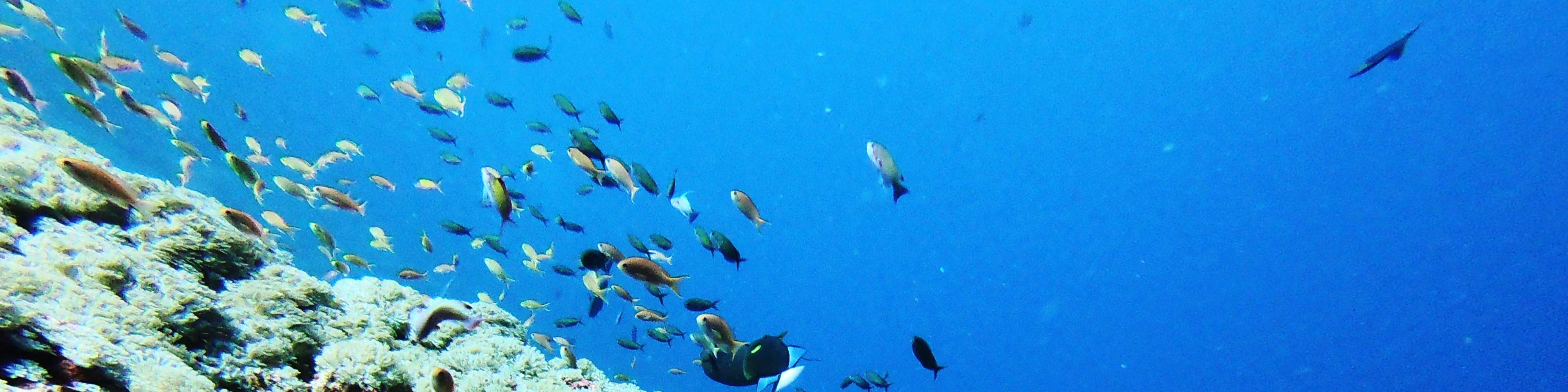 Unforgettable Snorkeling at Nusa Penida Manta Point with PADI 5 Star ...