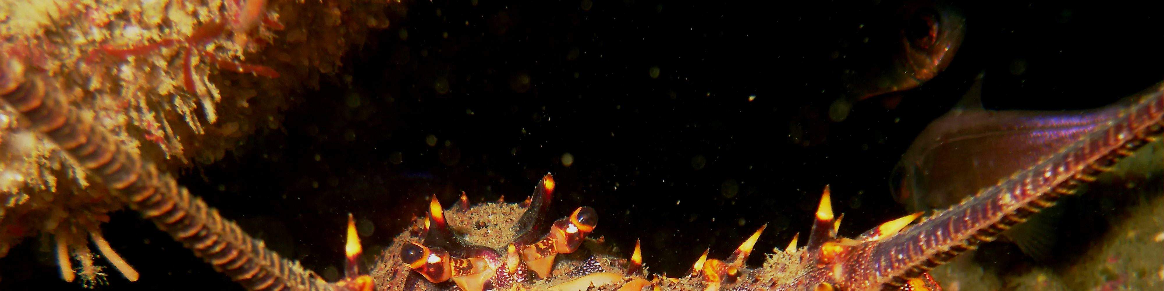 Explore the Stunning Underwater World with a Half-Day Dive Trip in ...