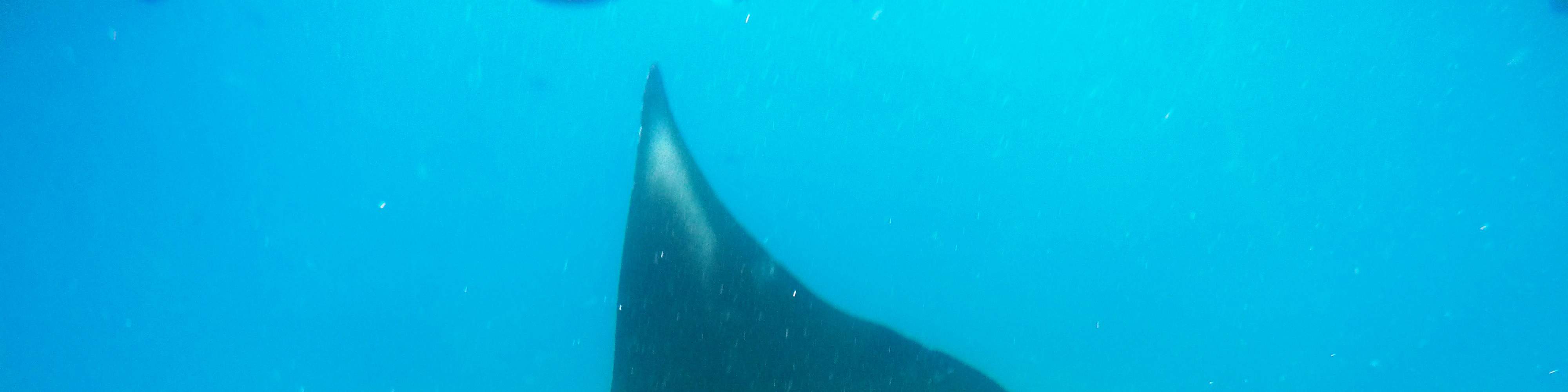 Unforgettable Snorkeling at Nusa Penida Manta Point with PADI 5 Star ...