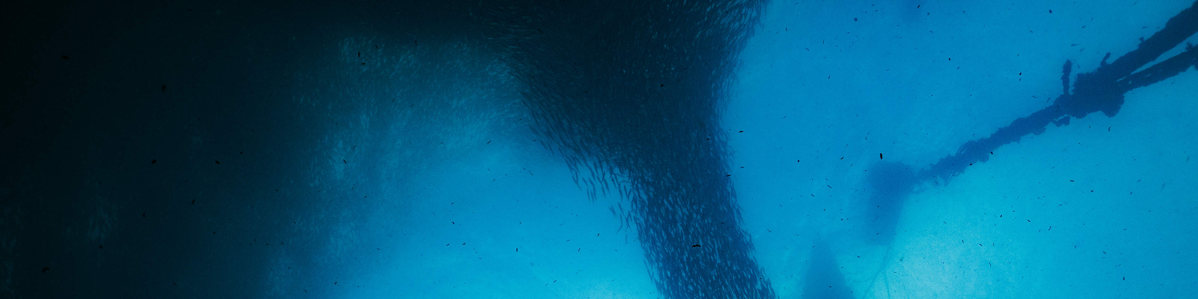 Spectacular Sardine Run Boat Dive with PADI 5 Star Dive Resort | Dive ...