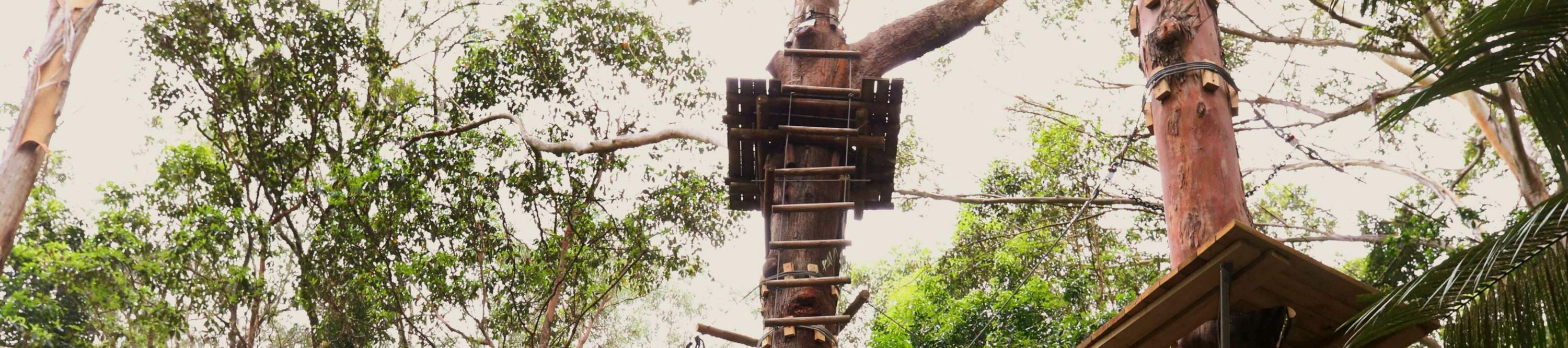 TreeTop Challenge at Currumbin Wildlife Sanctuary - Klook