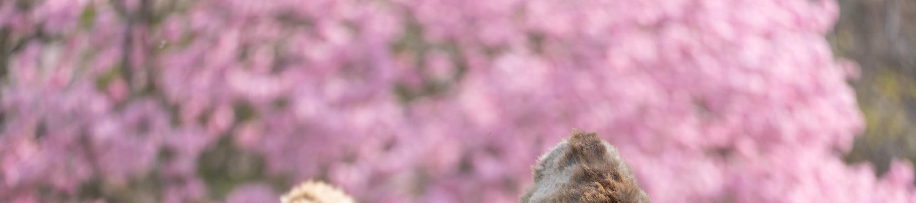 Nara Park & Todaiji Temple & Uji & Genji no Yu Day Tour - Klook Philippines