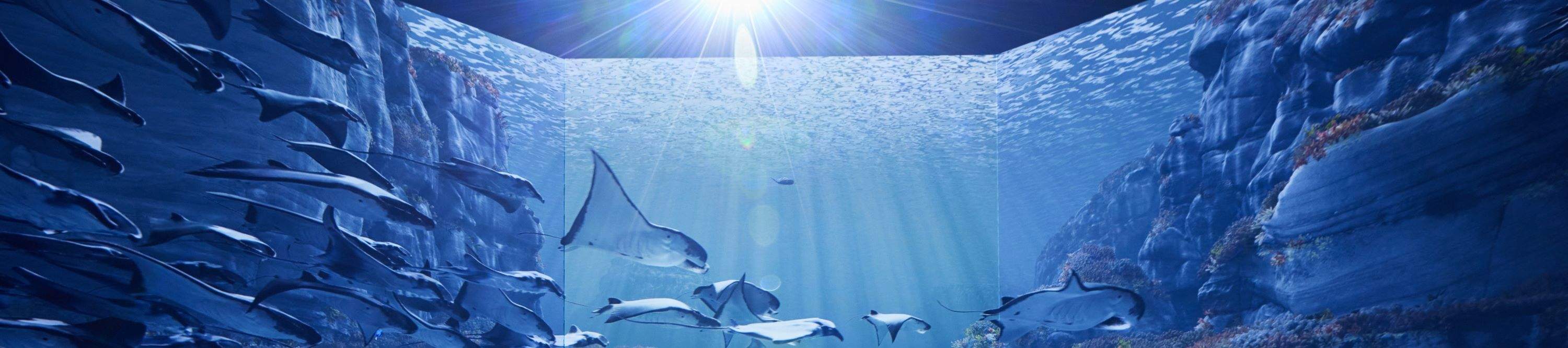 Paju & Ilsan Day Tour: Traditional Korean Cooking & Aqua Garden Cafe ...