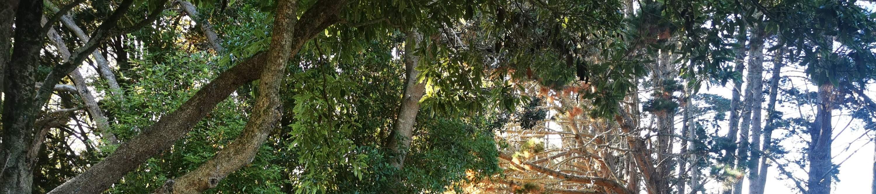 The Great NZ River Ride with Premium E-Bike - Klook