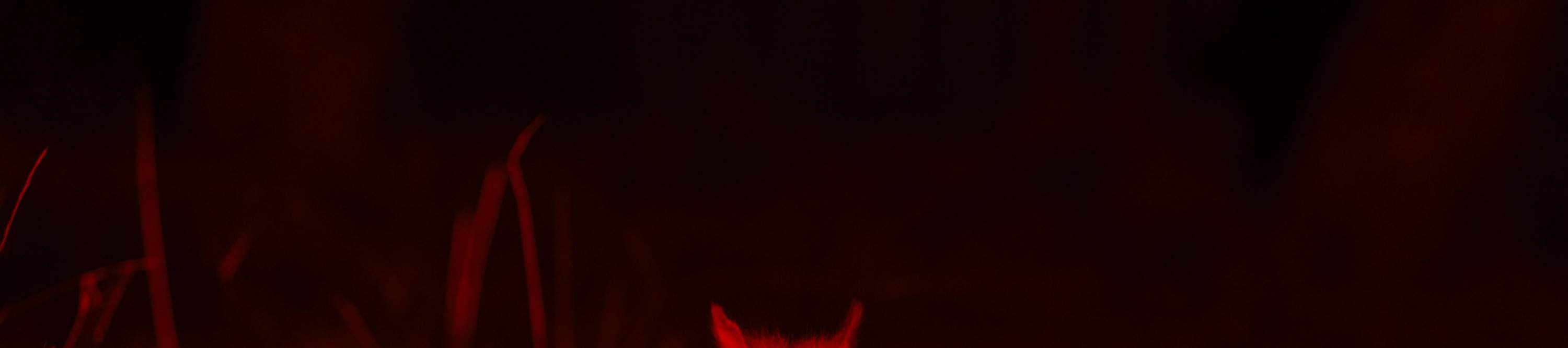 Lone Pine Koala Sanctuary Nocturnal Tour - Klook Australia