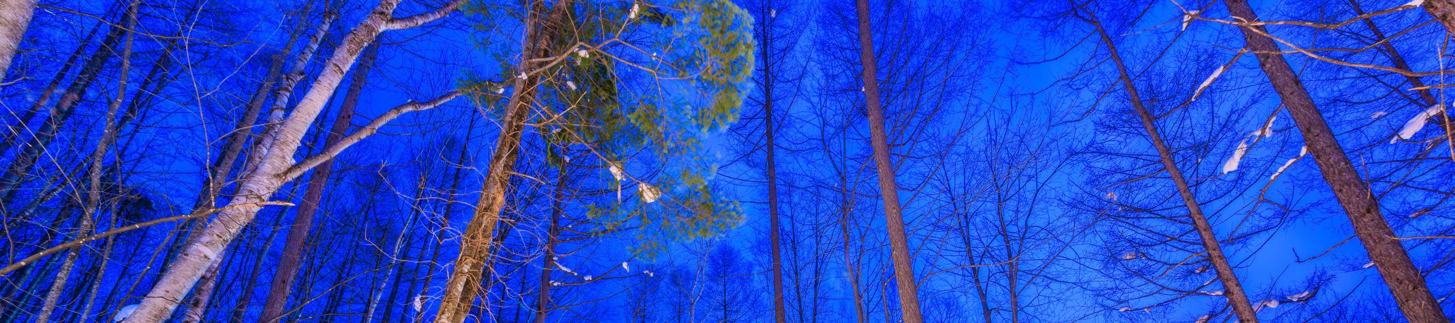 Asahiyama Zoo & Forest Fairy Terrace & Shikisai Hill One Day Tour ...