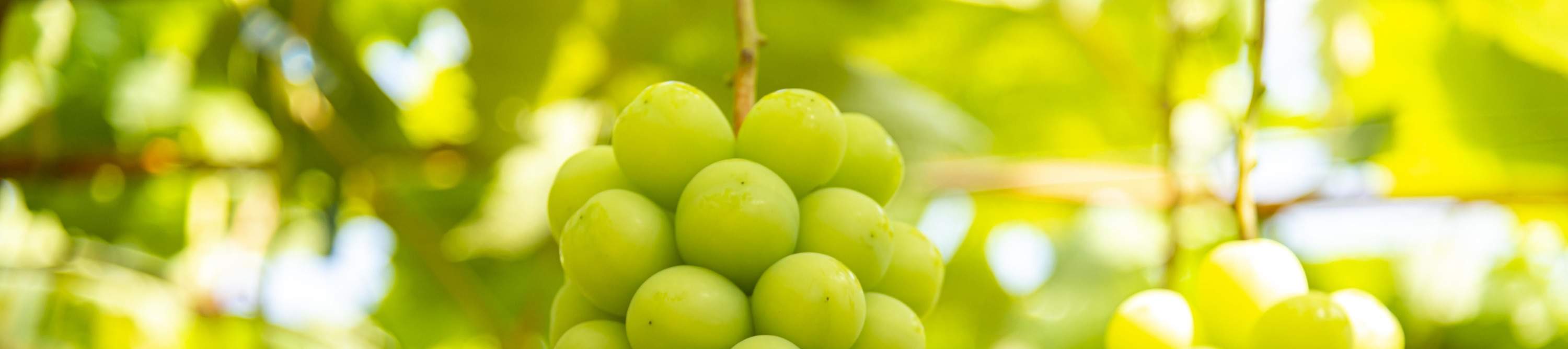 All-you-can-eat Shine Muscat Picking & Oshino Hakkai & Fujikawaguchiko ...