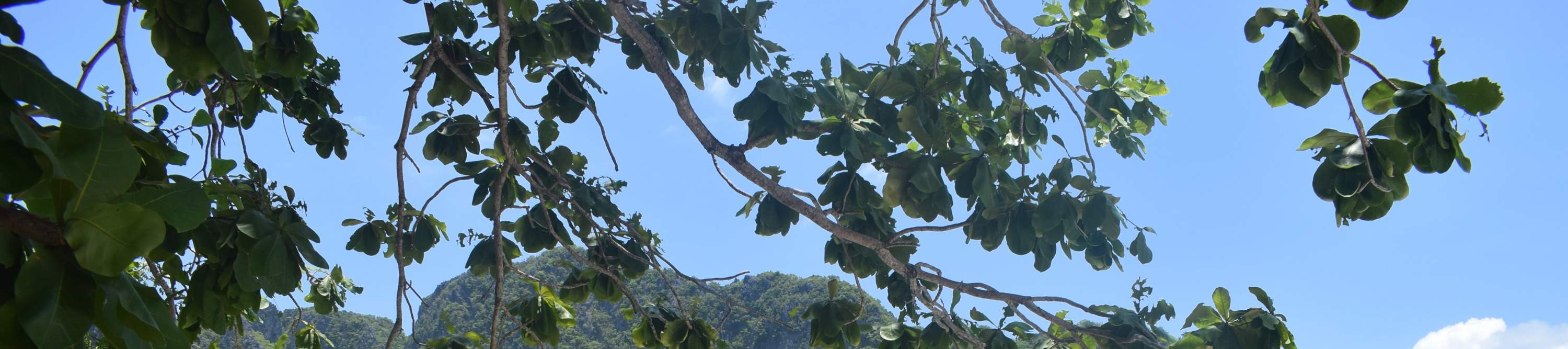 El Nido Tour A by Wild Expeditions - Klook