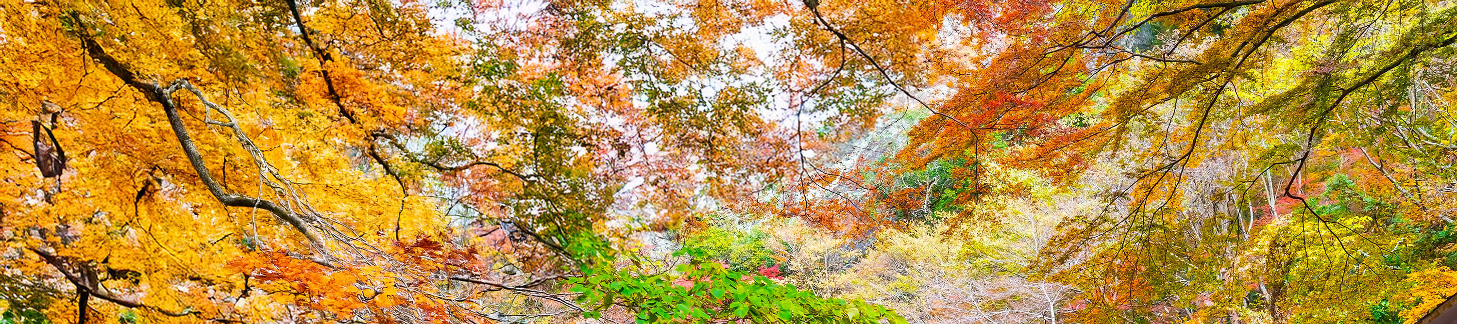 Autumn in Kyoto: Minoh, Sagano Train, Arashiyama & Kinkakuji - Klook ...