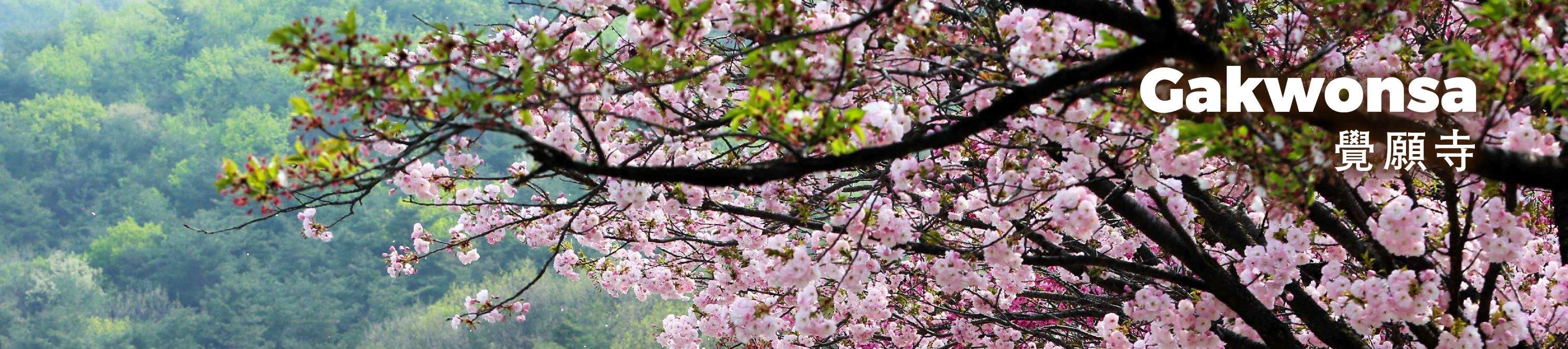 Cherry Blossom Suwon Hwaseong Fortress Tour from Seoul - Klook