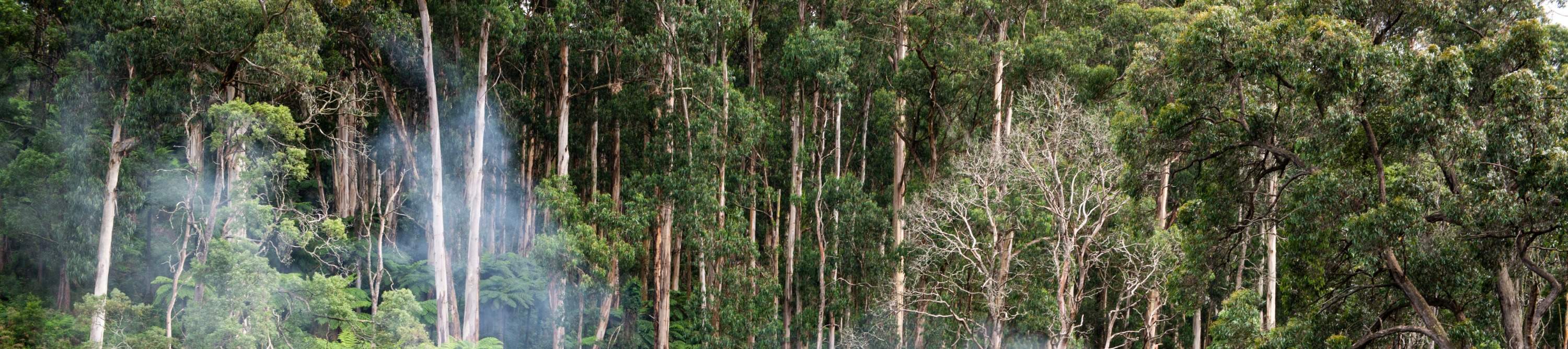 Puffing Billy and Penguins Day Tour from Melbourne - Klook Australia