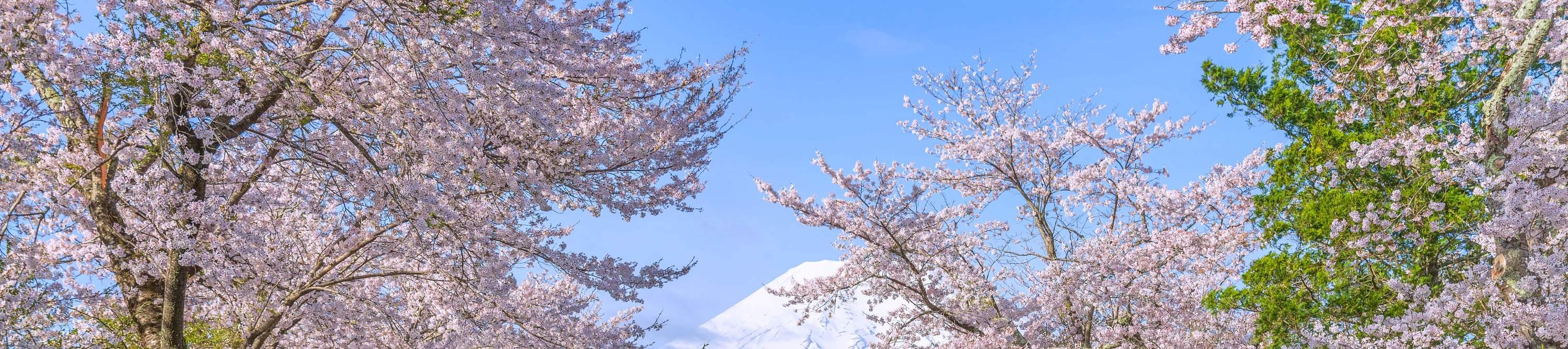 Tour xe buýt một ngày tham quan núi Phú Sĩ, công viên Oishi và đền Arakura Sengen từ Tokyo ...