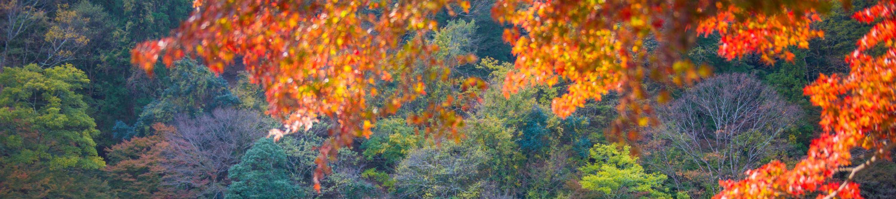 Kyoto Arashiyama & Sagano Train & Sanzenin Bus One-day Tour Osaka ...