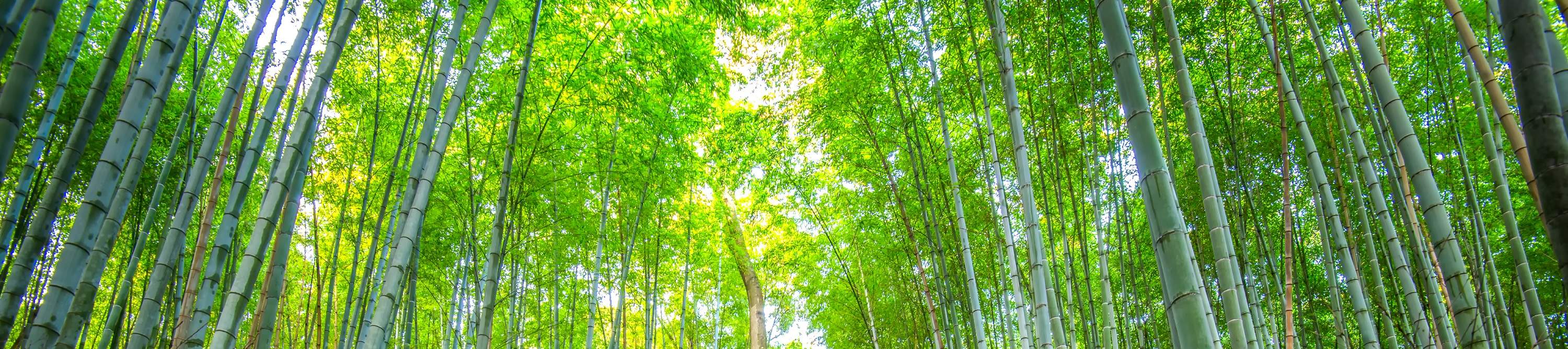 Explore Kyoto Arashiyama Bamboo Forest with Authentic Zen Experience ...