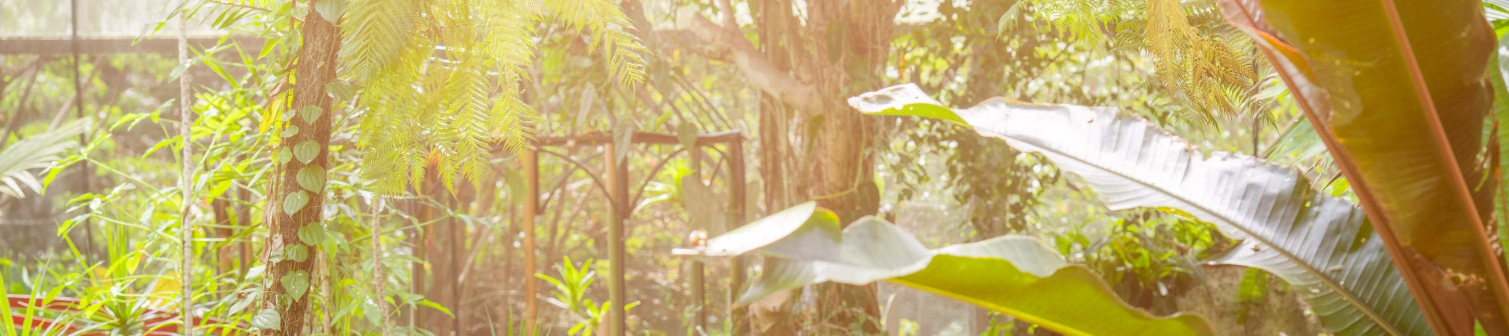 Kuranda and Palm Cove Bus Tour from Port Douglas - Klook Singapore