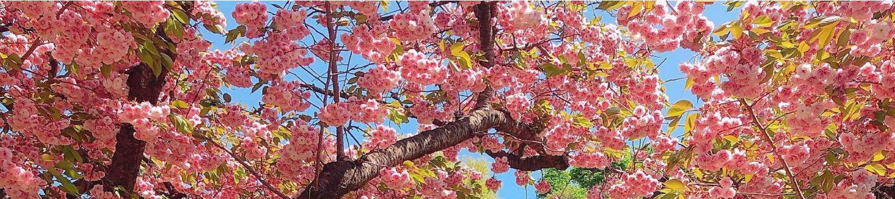 Cherry Blossom Suwon Hwaseong Fortress Tour from Seoul - Klook