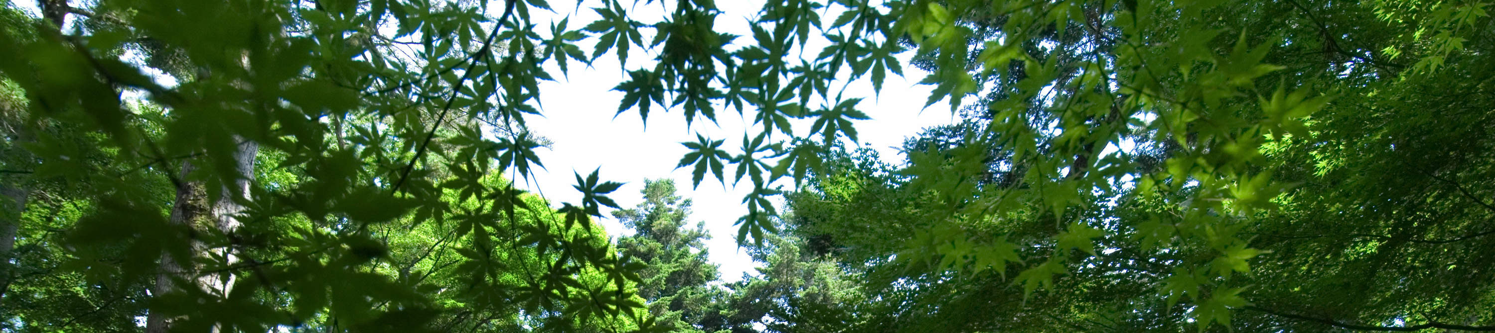 Kanazawa Walking Tour From Local to Major Highlights - Klook United States