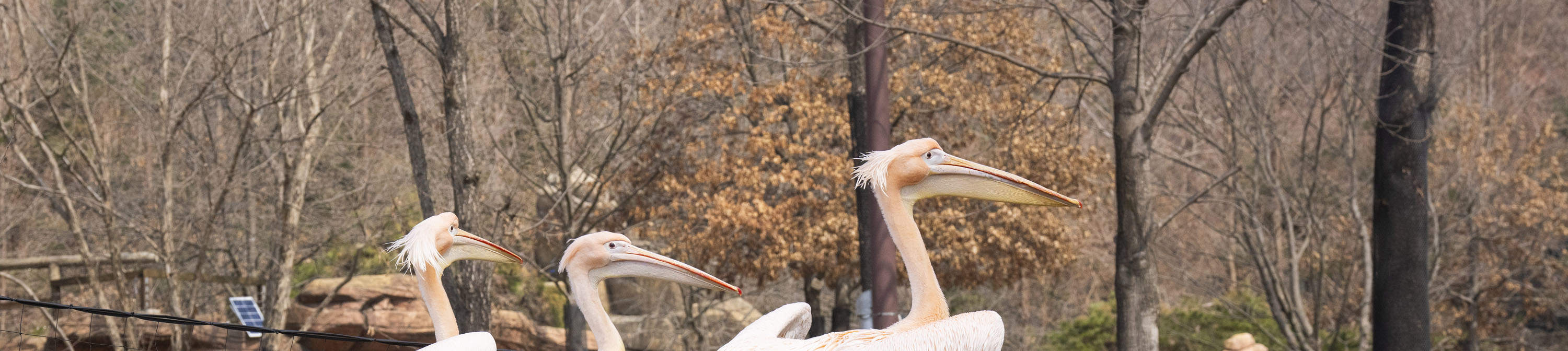 Everland Korea River Trail Adventure Ticket - Klook