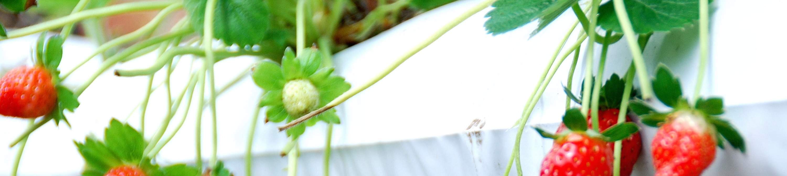 Escape to Nature: Cameron Highlands Private Day Tour from Kuala Lumpur ...