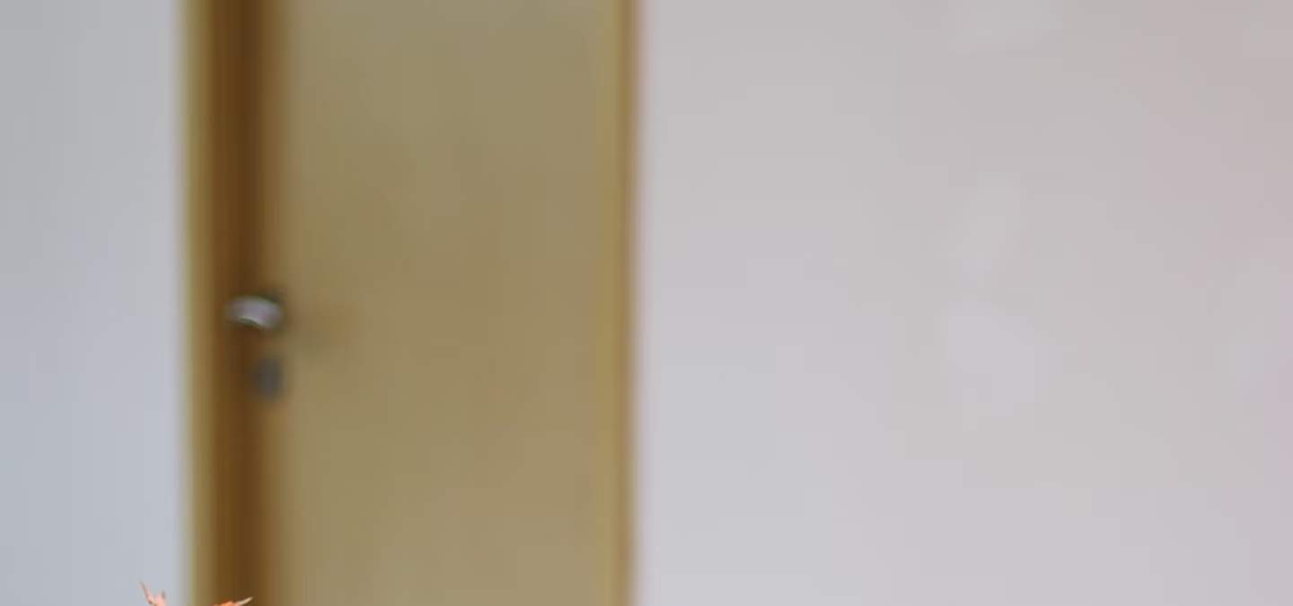 Best of Shanghai Half Day Tour (Xintiandi Shikumen + Jade Buddha Temple ...