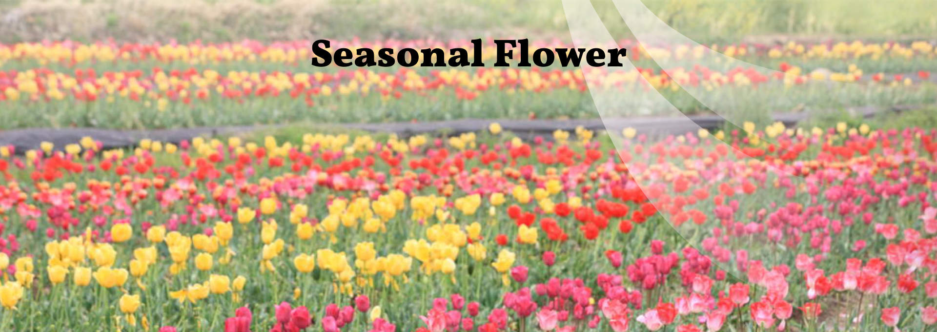 Jeonju Hanok Village & Seasonal Popular Attractions Day Tour - Klook