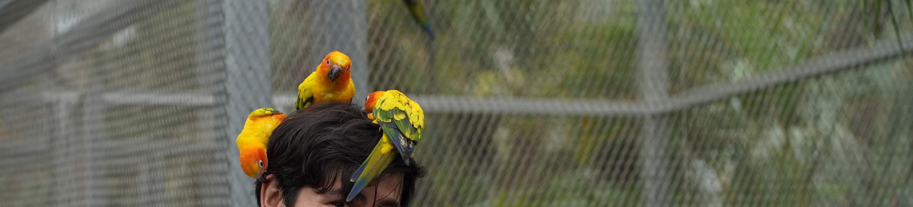 Gyeonggi Begonia Bird Park Ticket - Klook United States