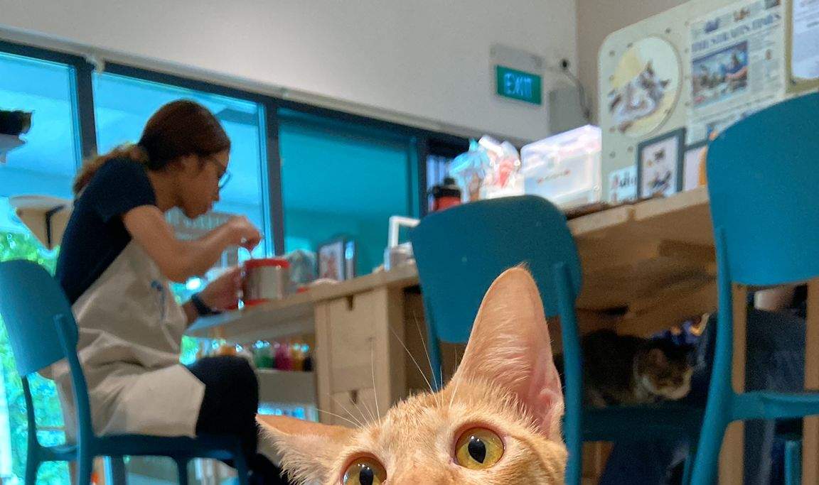 Wildflower Studio猫咪艺术体验 - Klook客路