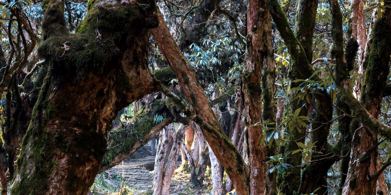 Ghorepani Poon Hill Sunrise Trek via Ghandruk - Klook Philippines