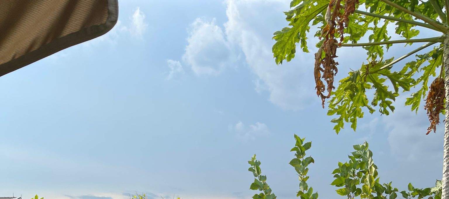 Lokakarya Terarium Besar di The Sundowner - Klook Indonesia