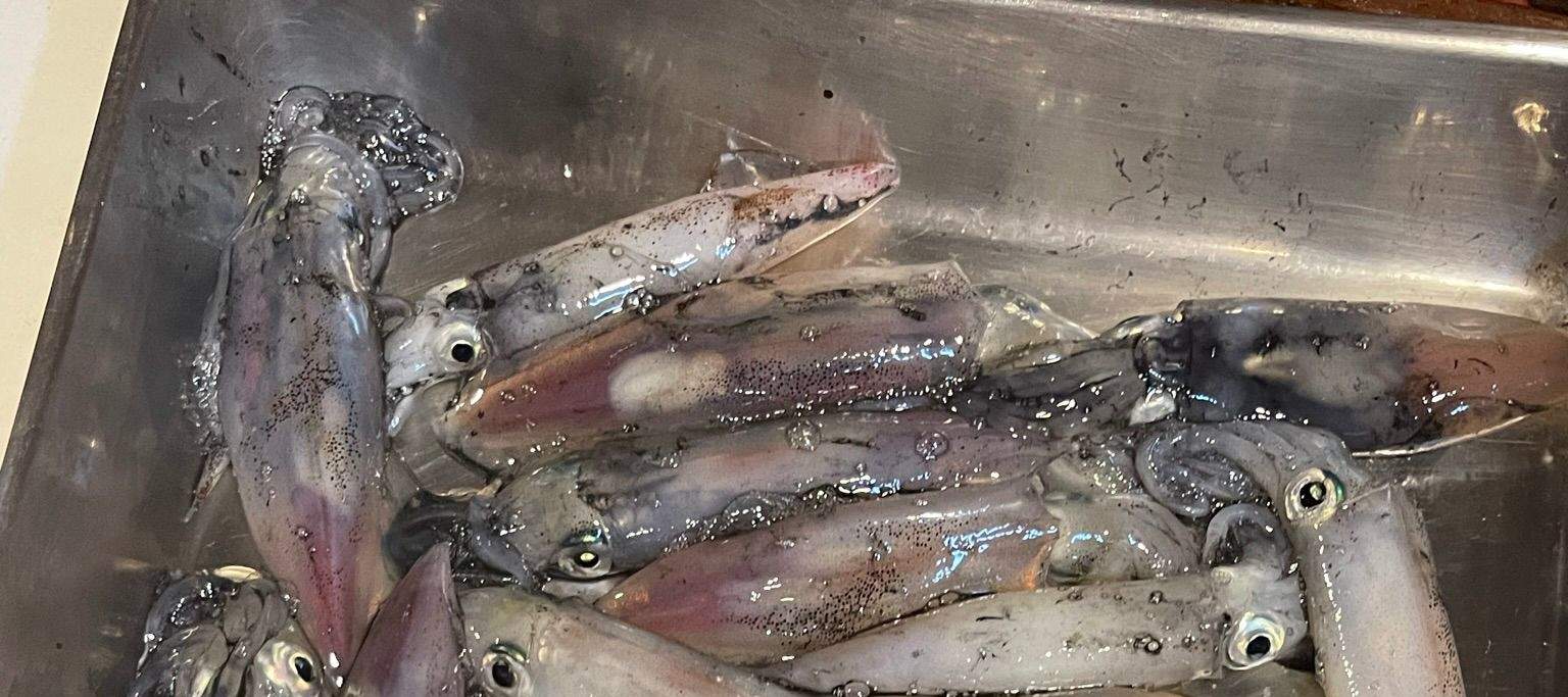 Yacht Night Squid Fishing Adventure | Tseung Kwan O - Klook