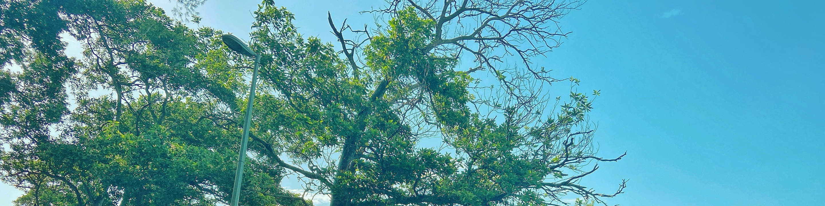 Fireflies Night Tour with Seafood Dinner and Boat Ride - Klook Malaysia