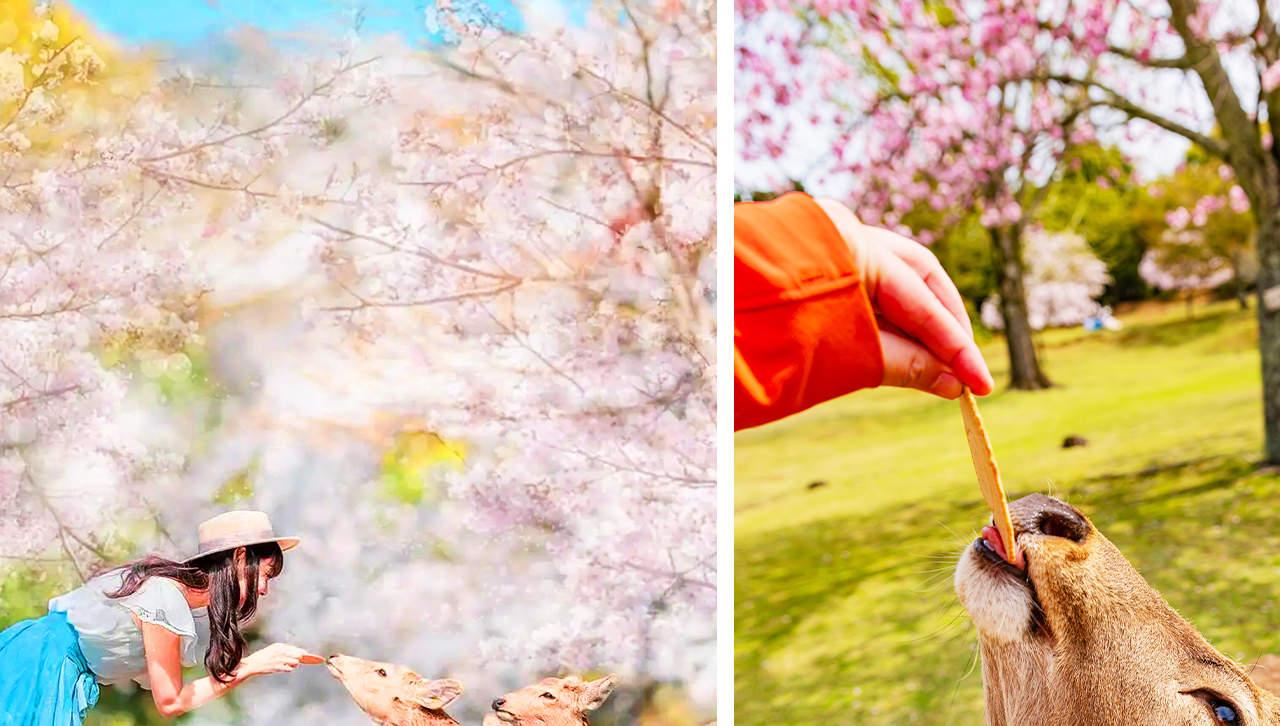 Nara Park & Todai-ji Temple & Mount Yoshino Cherry Blossom Viewing Day ...