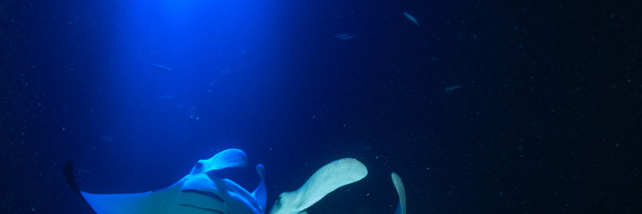 Manta Ray Night Snorkel, Experience of a Lifetime - Klook