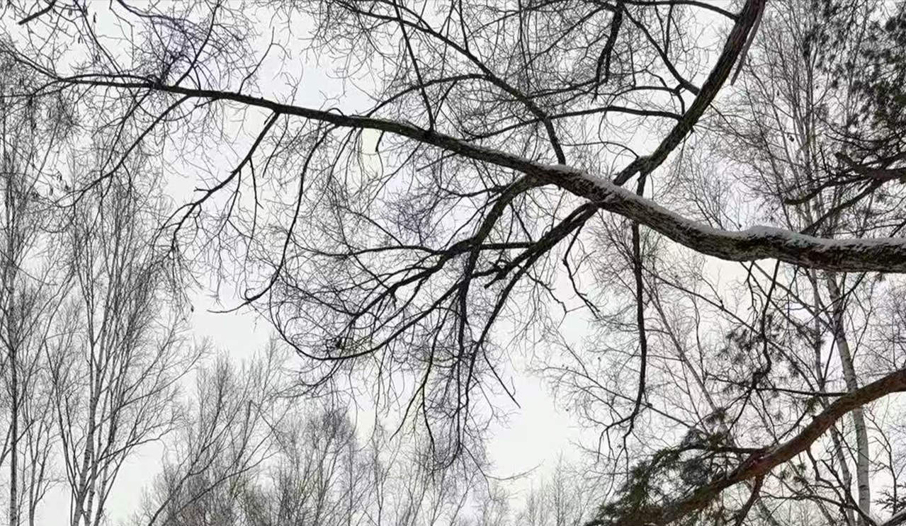 Blue Pond Illumination & Ningle Terrace & Shikisai-no-oka & Christmas ...