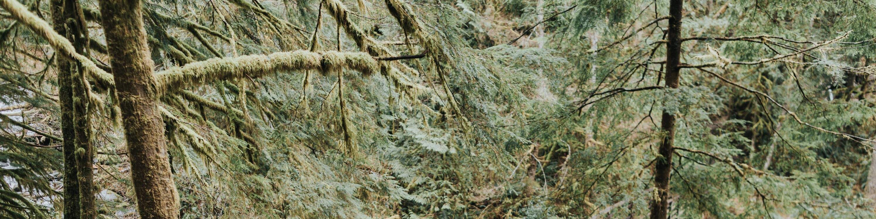 Wallace Falls Rainforest and Waterfall Hiking Tour From Seattle - Klook ...