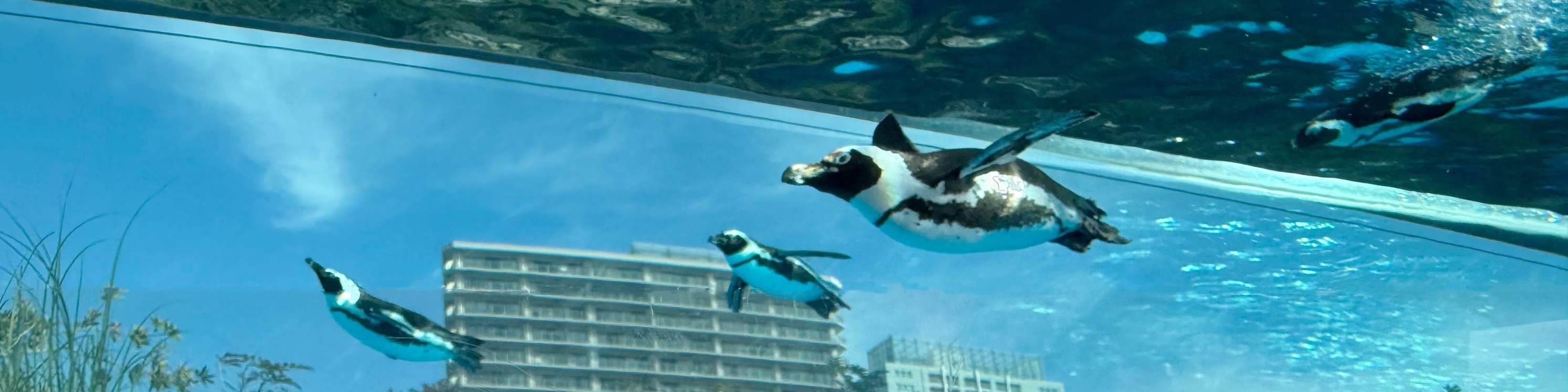 Entrada Sunshine Aquarium en Tokio, Japón - Klook España