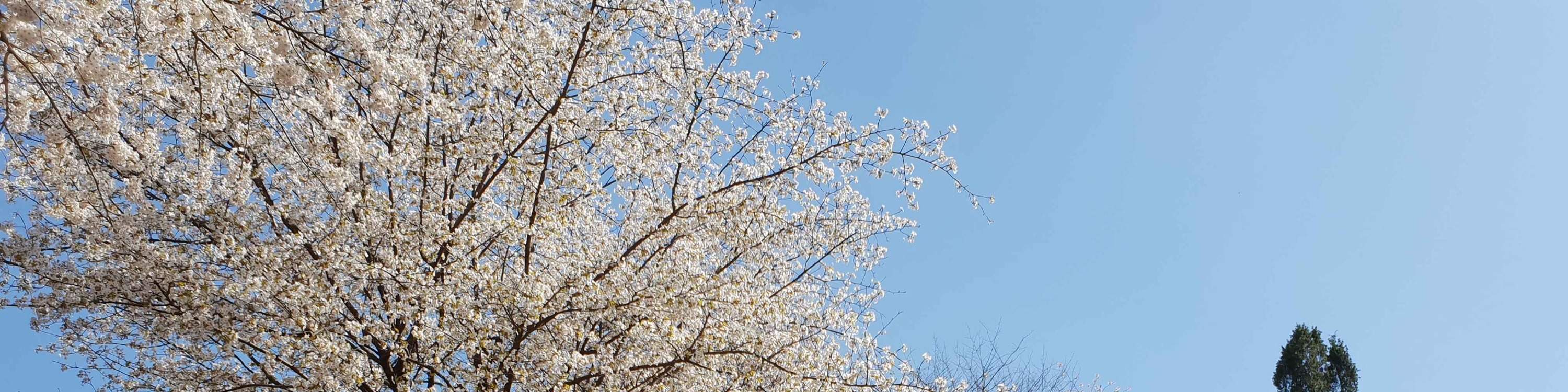 Incheon Spring-only Tour - Klook