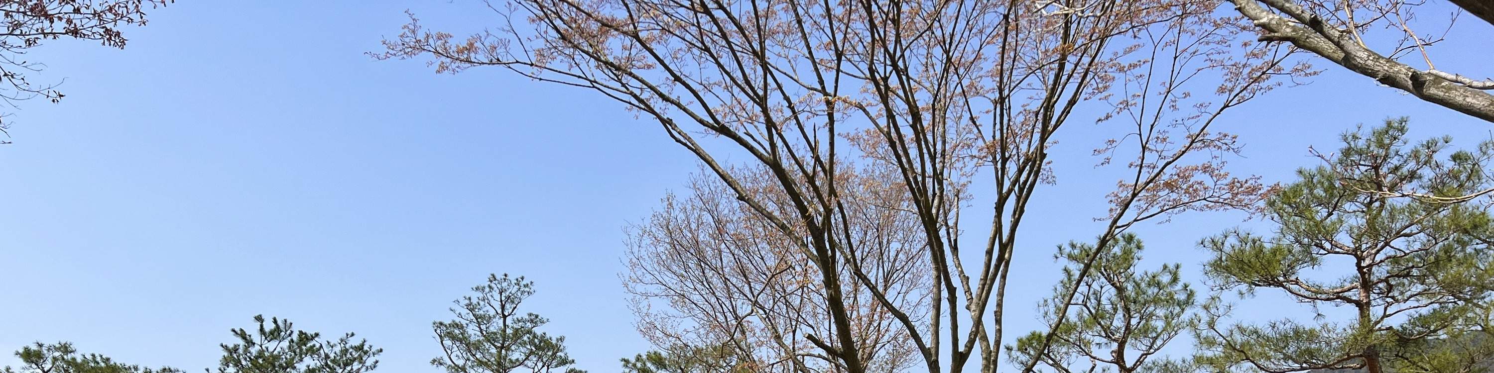 Begonia Garden-Petite&Italian Village-Jara Island Cherry Blossoms - Klook