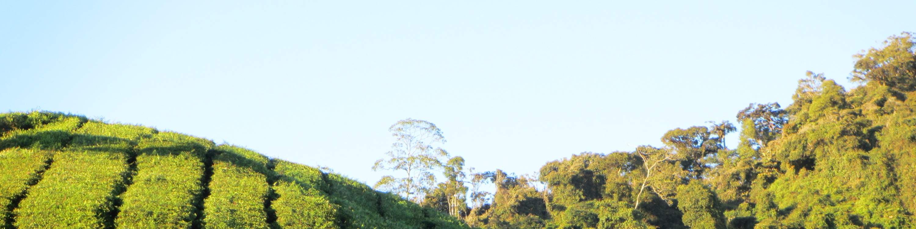 Cameron Highlands Full Day Sightseeing Tour - Klook Singapore