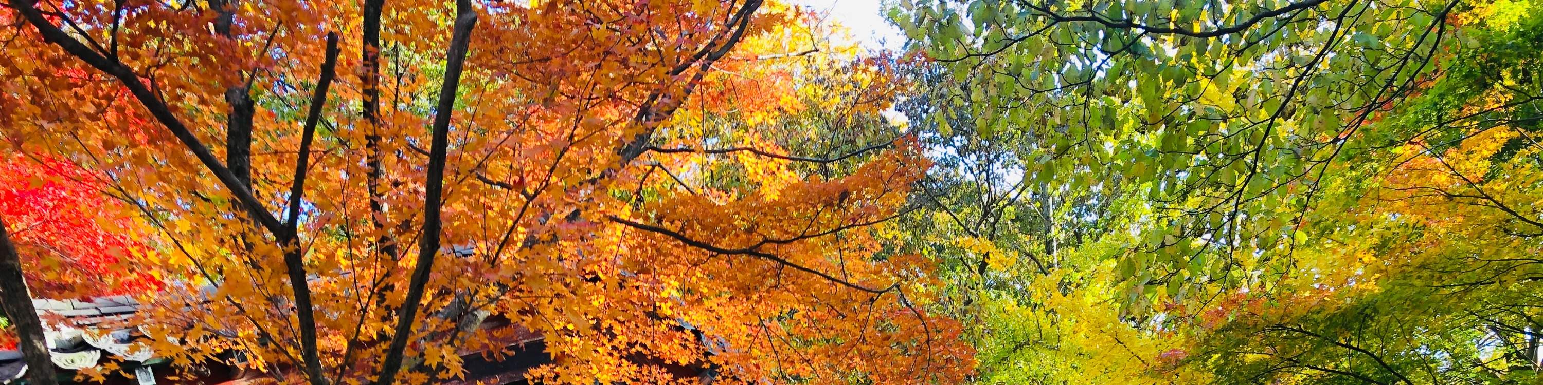 Naejangsan National Park & Jeonju Hanok Village One Day Tour from Seoul ...