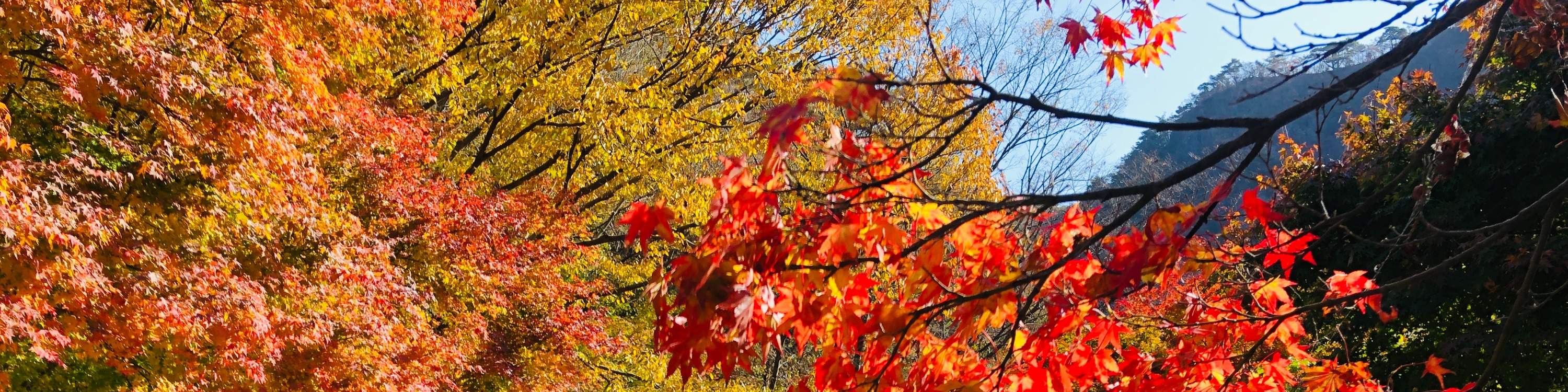 Naejangsan National Park & Jeonju Hanok Village One Day Tour from Seoul ...